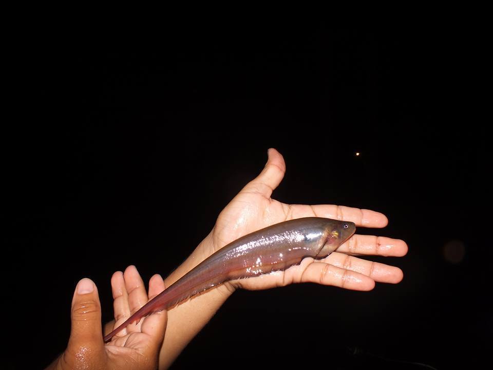 Eigenmannia limbata (Peces de Trinidad) · iNaturalist