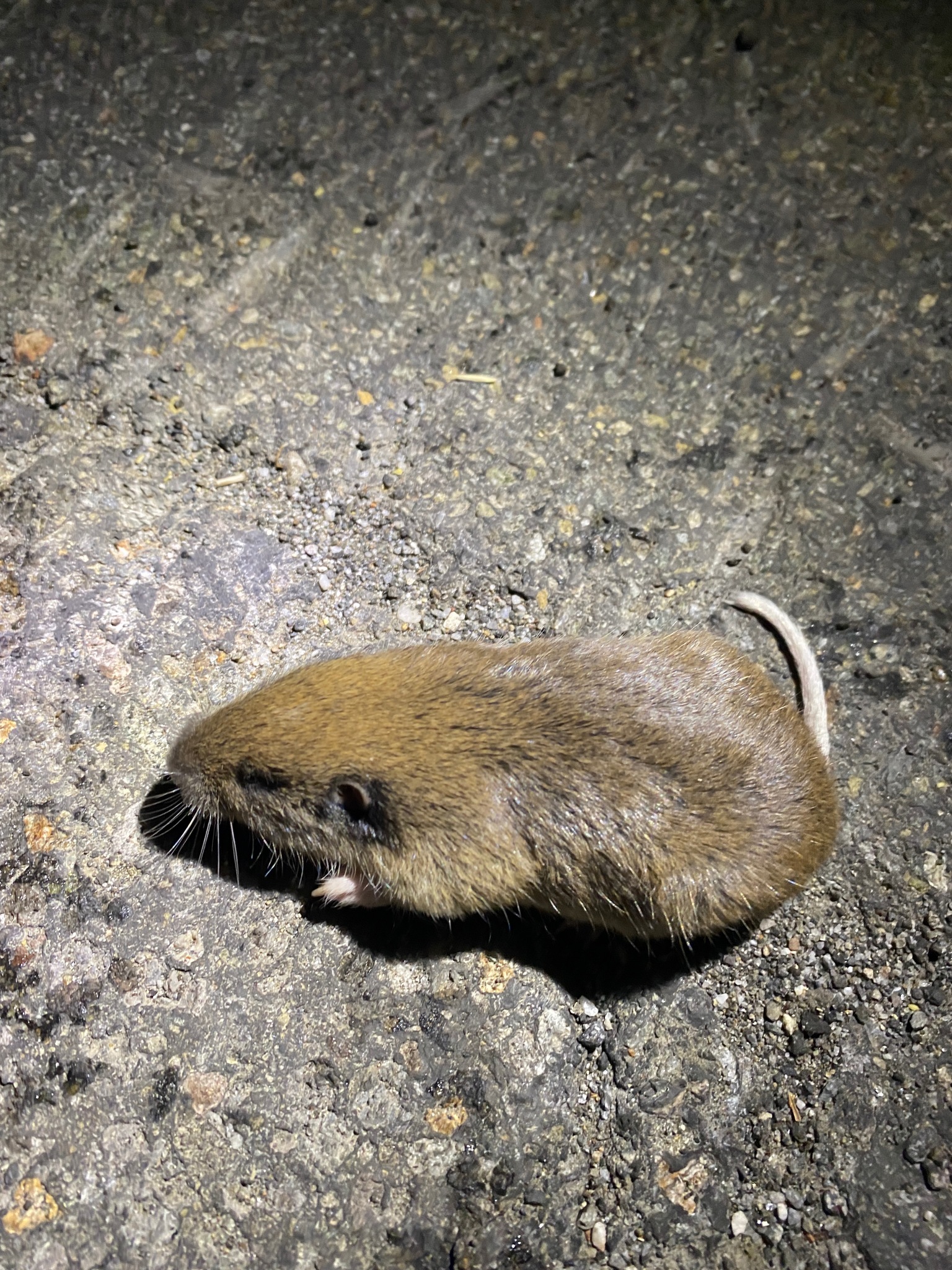 Thomomys monticola J.A.Allen, 1893