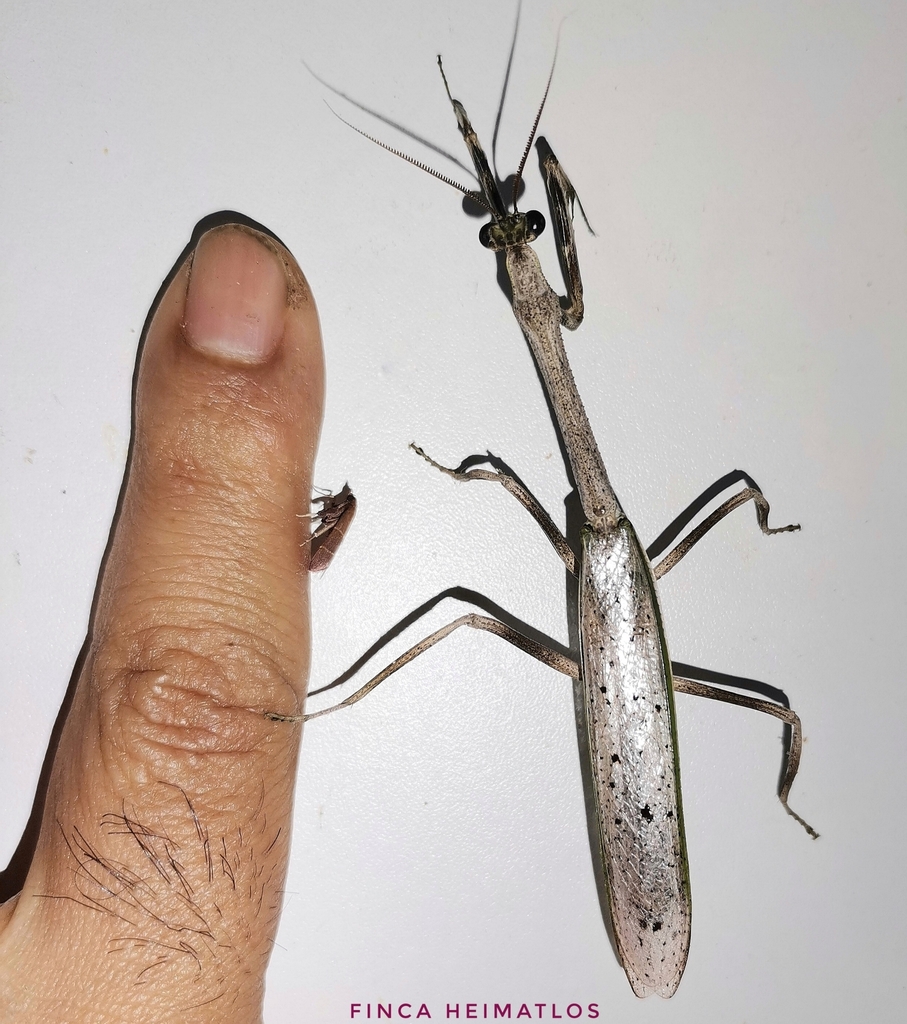 Pseudovates brasiliensis (Guide to Unicorn Mantises (Tribe Vatini ...