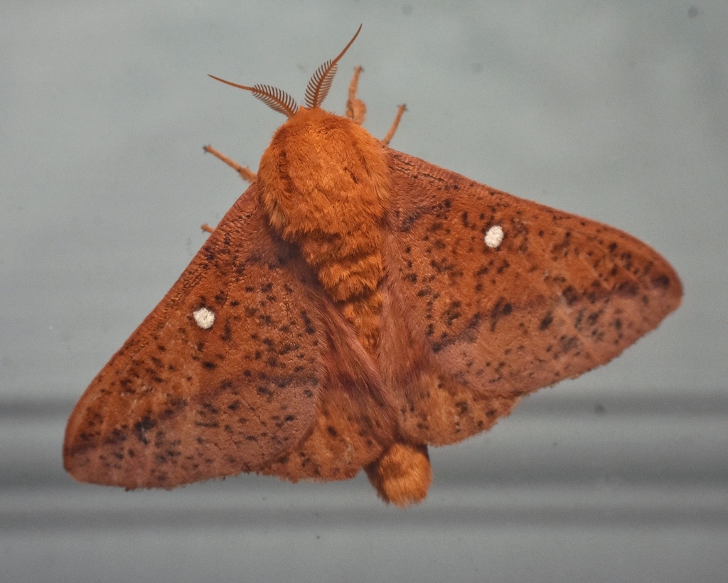 Spiny Oakworm Moth from Ermandus Dr, Honea Path, SC, US on July 16 ...