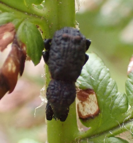 Genus Syagrius · iNaturalist