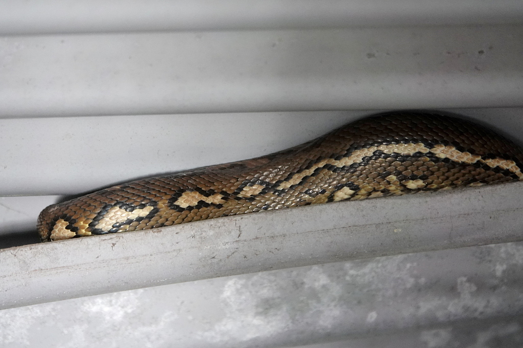 Carpet Python from Boondall Wetlands, Brisbane QLD, Australia on August ...