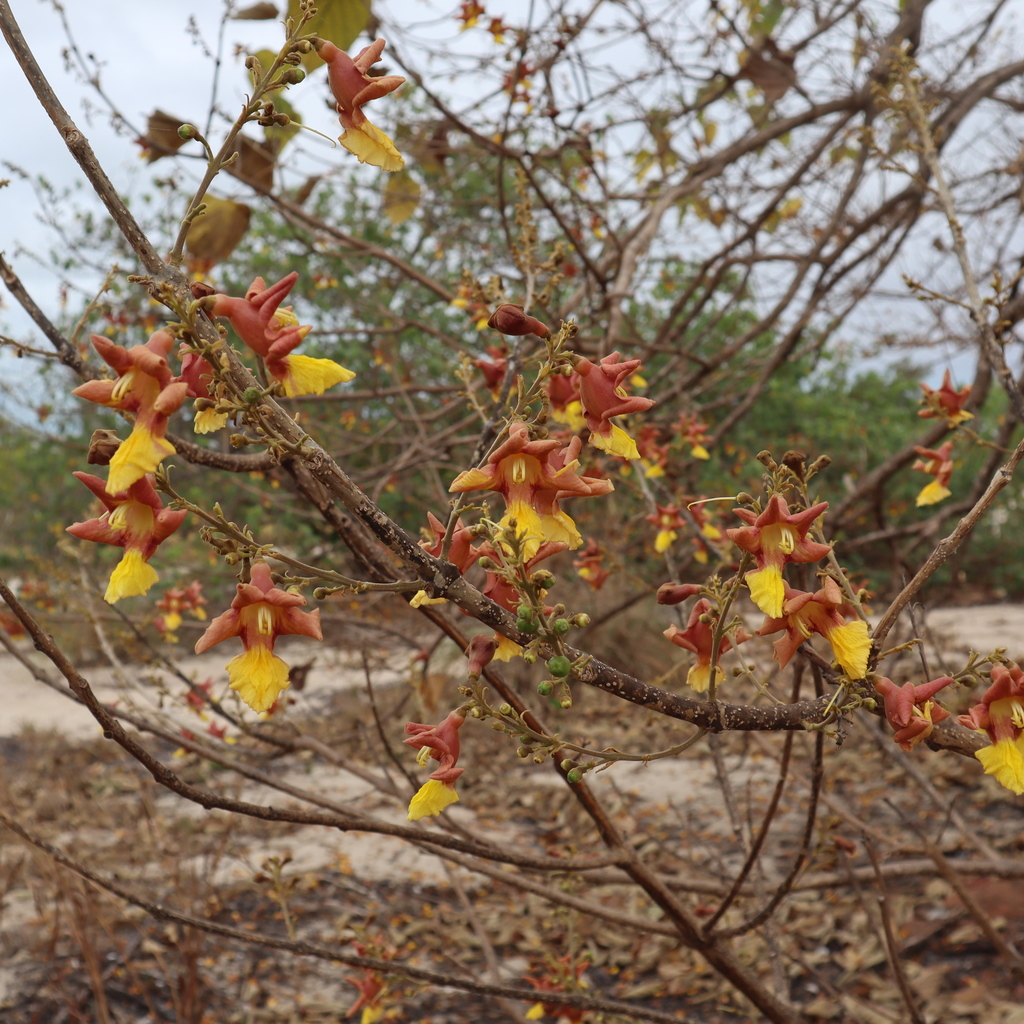 Kashmir tree from Weipa QLD 4874, Australia on August 30, 2020 at 08:48 ...