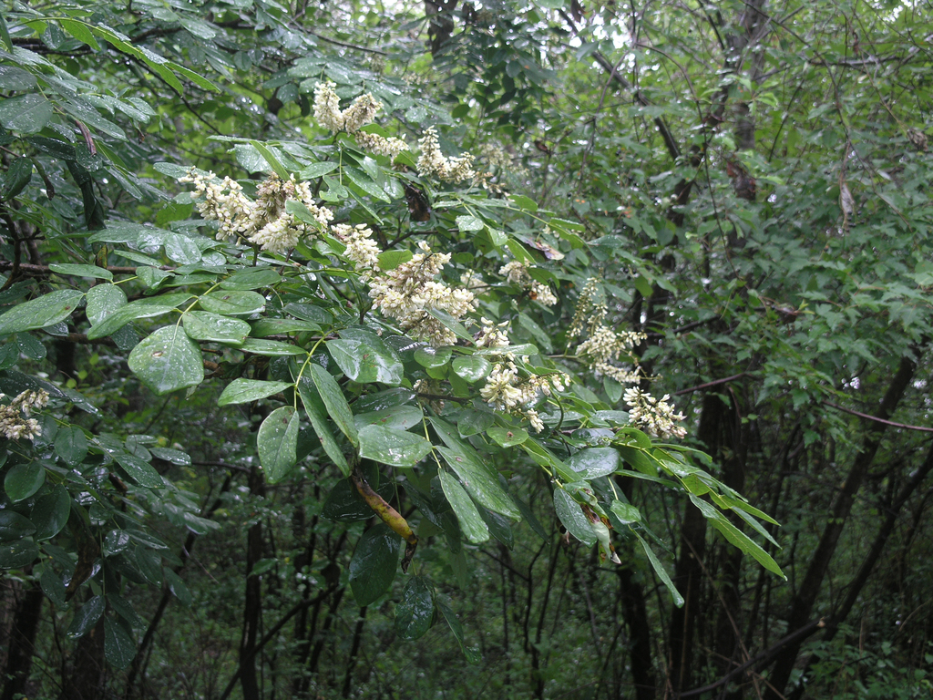 amur maackia (Maackia amurensis) - Botanical Realm