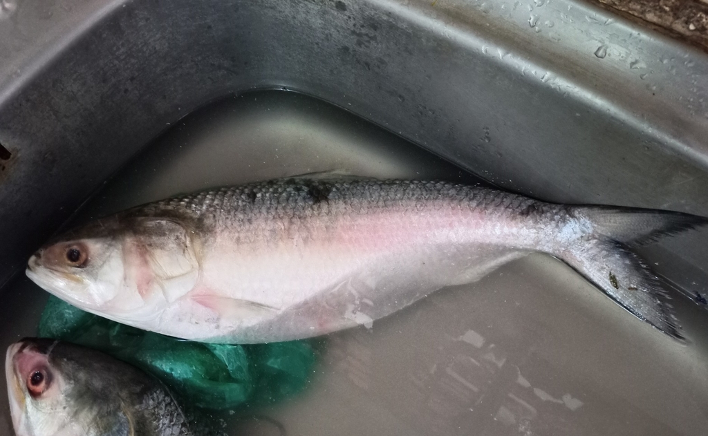 Ilish (Tenualosa ilisha) - Marine Life Identification