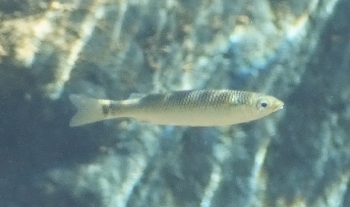 lobed river mullet (Cestraeus plicatilis) - Marine Life Identification