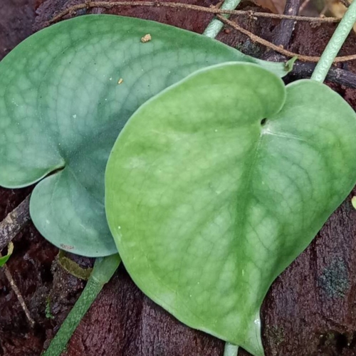 Scindapsus lucens · iNaturalist