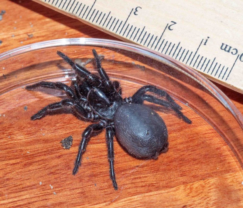 Atrax sutherlandi Gray, 2010