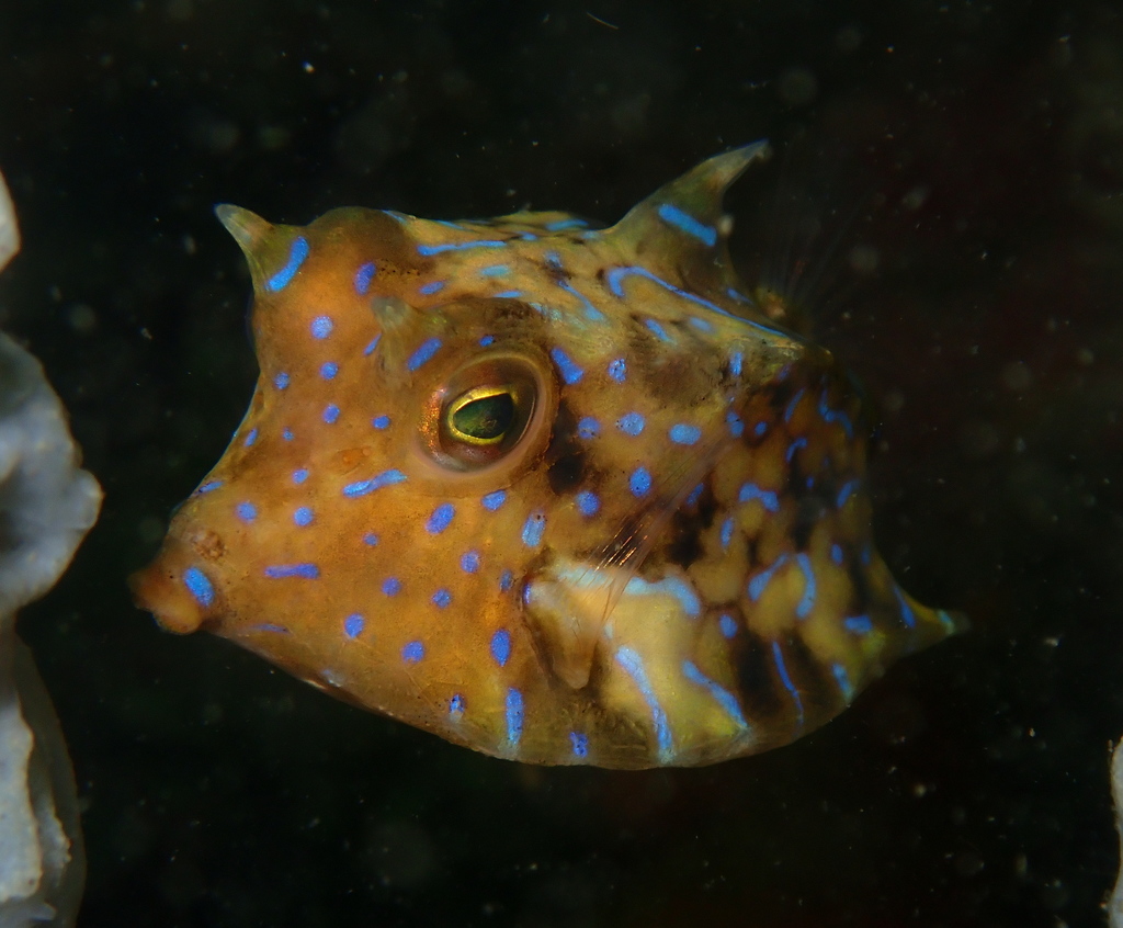 (Lactoria) - Marine Life Identification