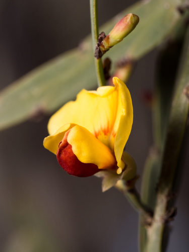 Bossiaea fragrans · iNaturalist United Kingdom