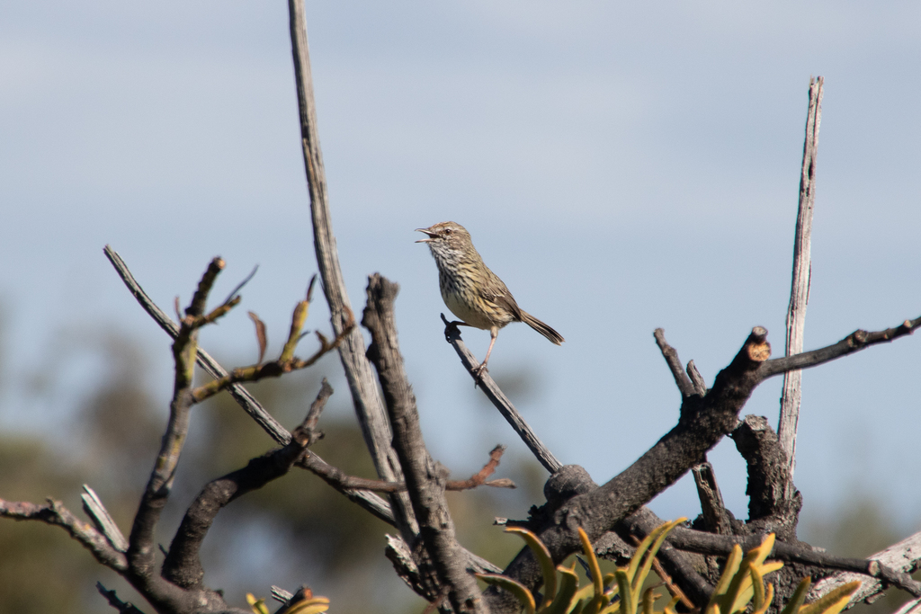 Western Fieldwren (Calamanthus montanellus) - Avian Discovery