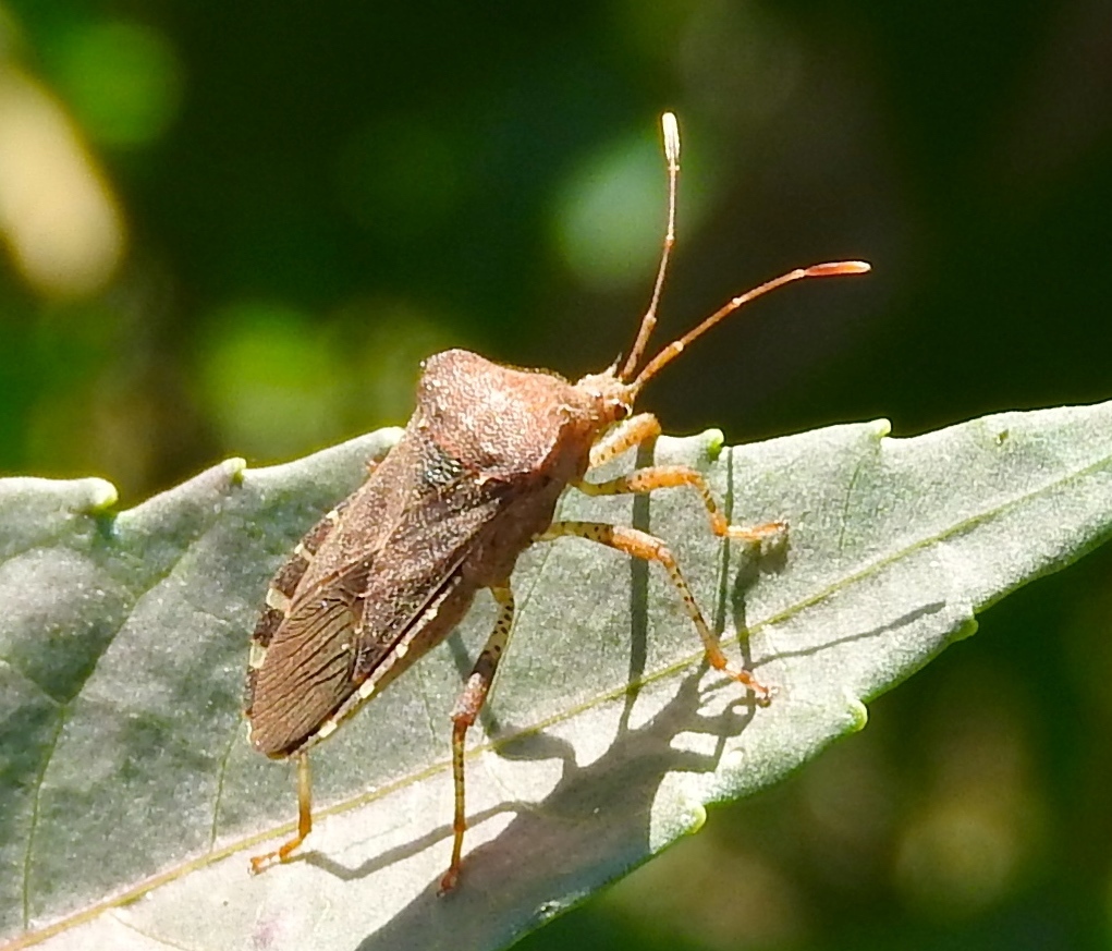 Anasa scorbutica (Insectos de Veracruz. Parte 1) · iNaturalist