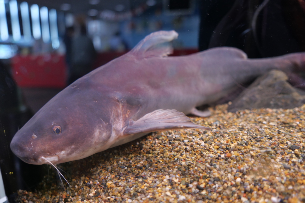 Chinese longsnout catfish (Tachysurus dumerili) - Marine Life ...