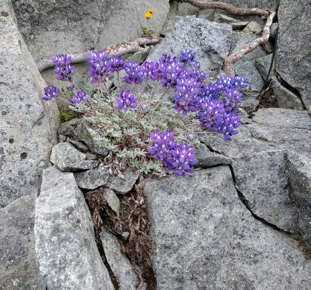 Dwarf Lupine (Plants of Bend/Sisters Area Oregon, USA) · BioDiversity4All