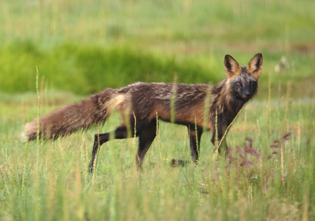 Eastern American Red Fox (Vulpes vulpes fulvus) - Know Your Mammals