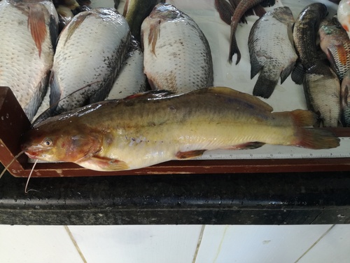 Rhamdia cinerascens · iNaturalist