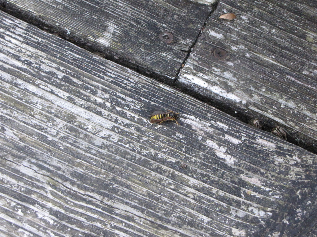 Raspberry Crown Borer from Ladysmith, BC, Canada on August 30, 2020 at ...