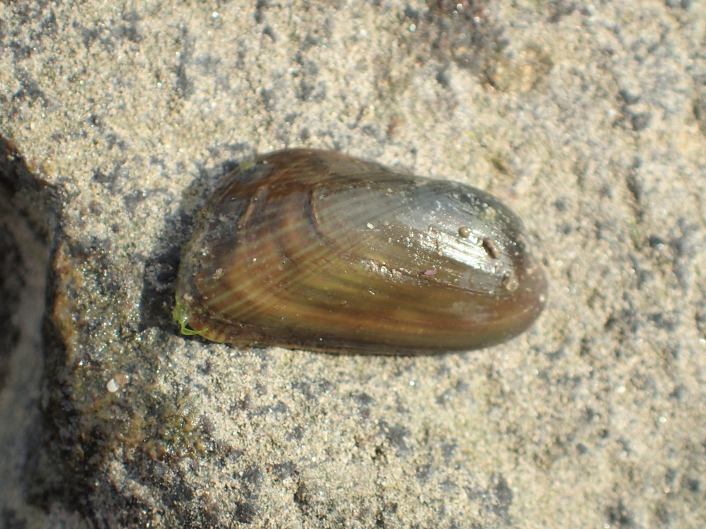 Asian Date Mussel from Carlsbad, CA, USA on July 24, 2017 at 05:33 PM ...