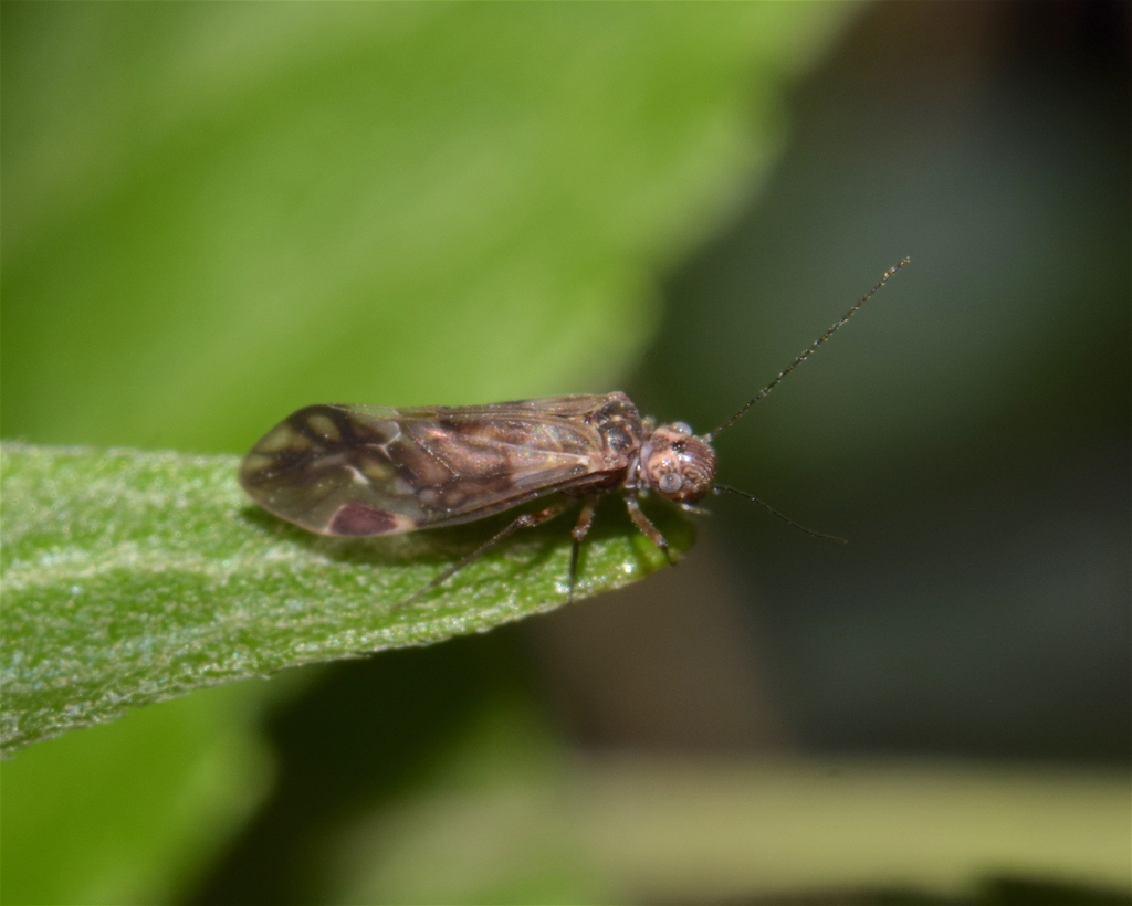 Common Barklice from Parque Nacional Bosque del Pedregal, Ciudad de ...