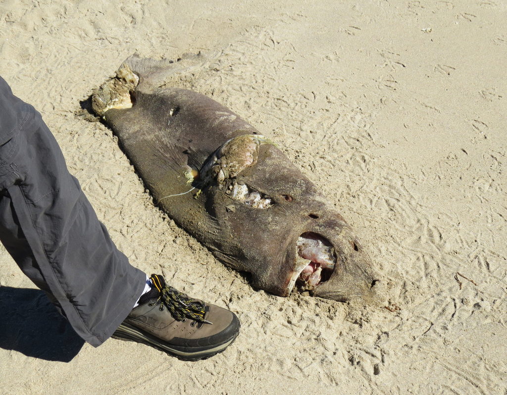 Pacific Sleeper Shark (Somniosus pacificus) - Marine Life Identification