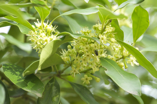 Ilex integra · iNaturalist