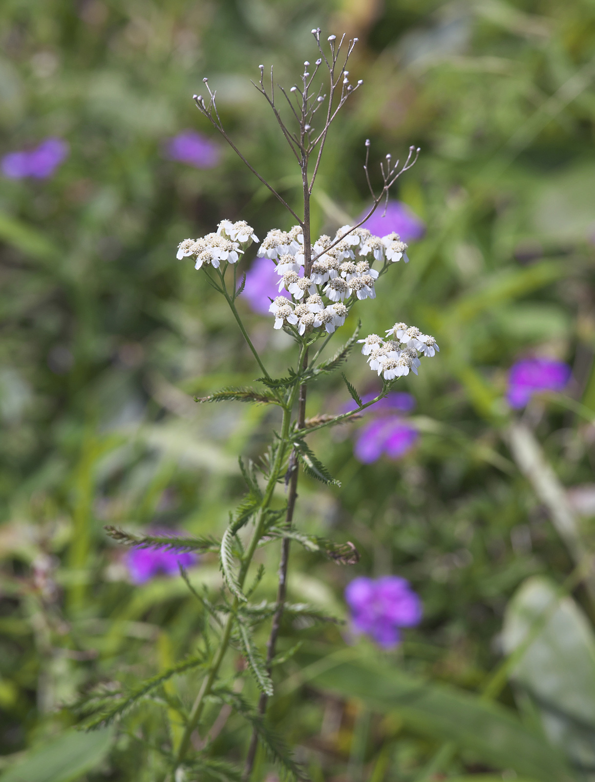 Achillea alpina subsp. alpina