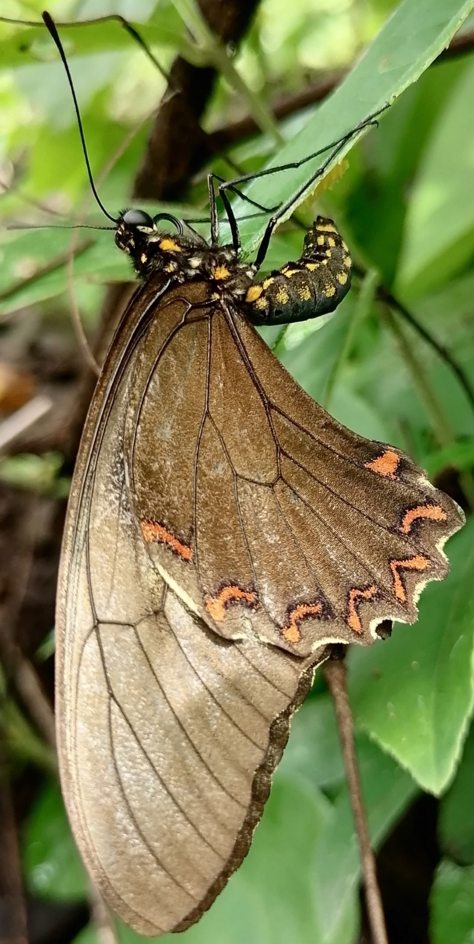 Battus laodamas (Felder & Felder, 1859)