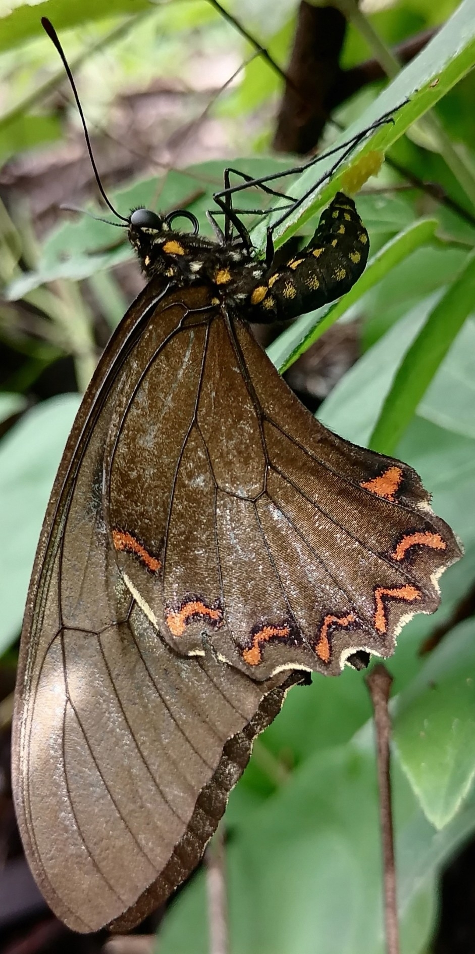 Battus laodamas (Felder & Felder, 1859)