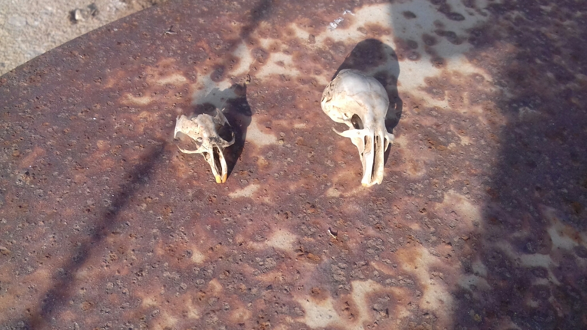 Microtus guentheri (Danford & Alston, 1880)