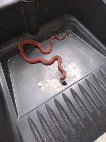Red Coffee Snake (Ninia sebae) - Snakes and Lizards
