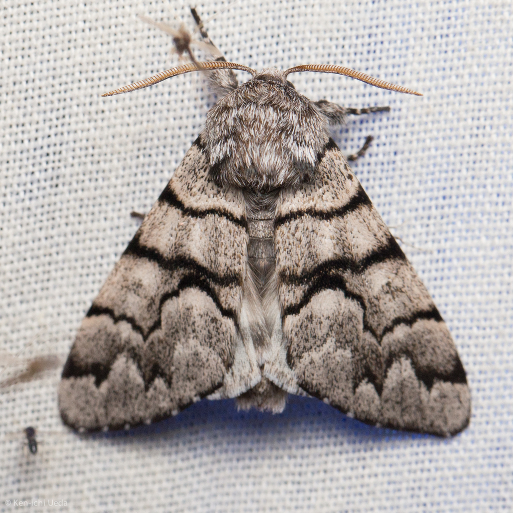 Eastern Panthea Moth (Lee County SC Moths) · iNaturalist