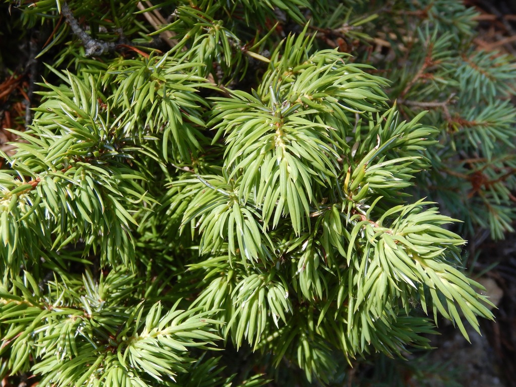 junipers from Pecos Wilderness, Santa Fe National Forest, San Miguel ...