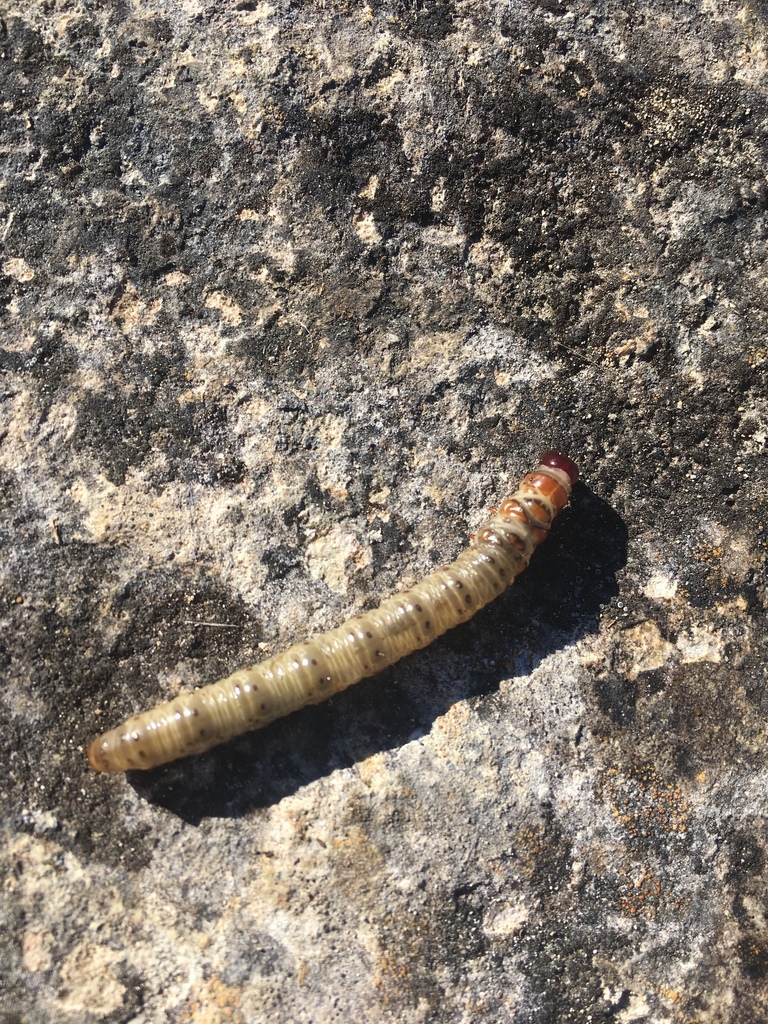 Swift Moths from 7580, Castle Hill, Canterbury, NZ on July 25, 2017 at ...