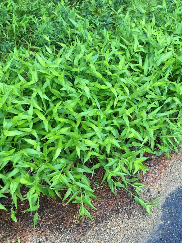 Panicoideae from Wing Rd, Epsom, NH, US on July 14, 2020 at 07:47 PM by ...