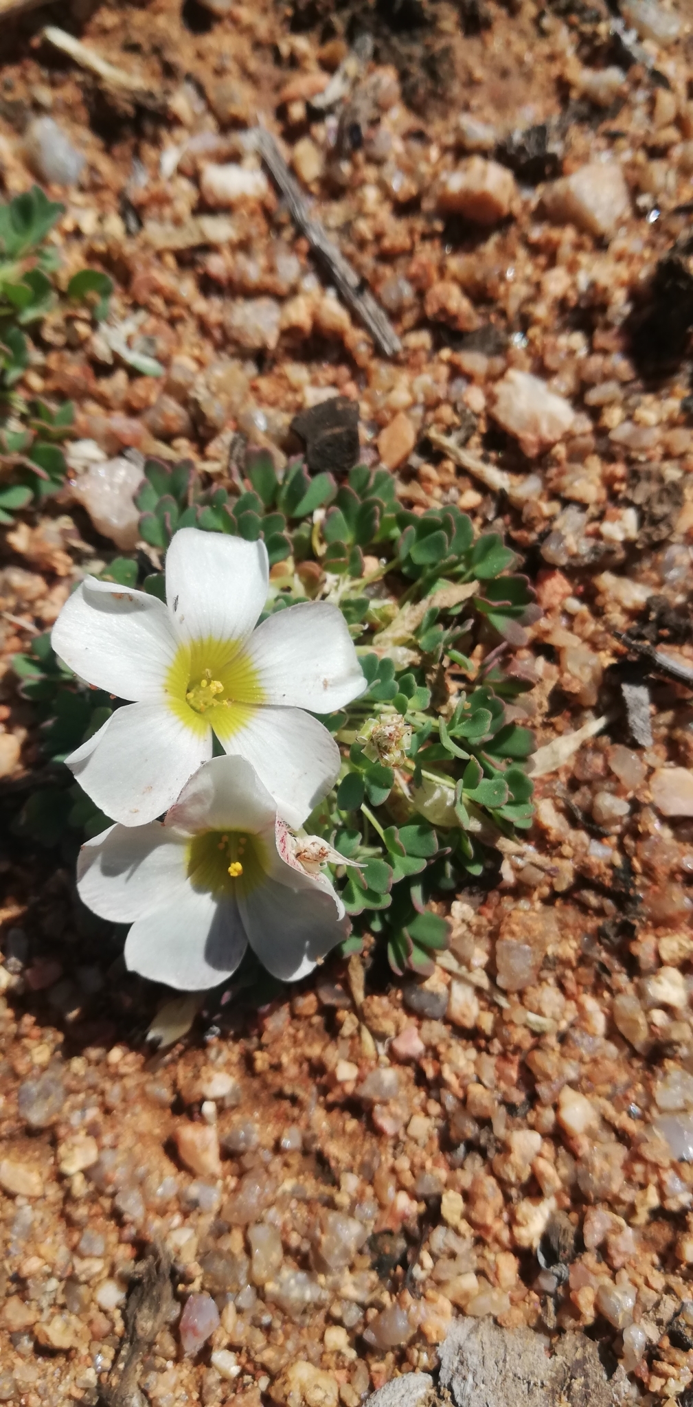 Oxalis annae F.Bolus