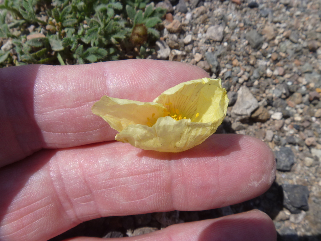 Montane Poppy from Ryanggang, North Korea on July 12, 2017 at 04:02 PM ...