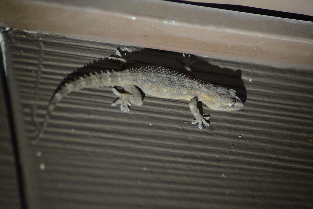 Maria Islands Leaf-toed Gecko from Point Radix, Ortoire, Trinidad and ...