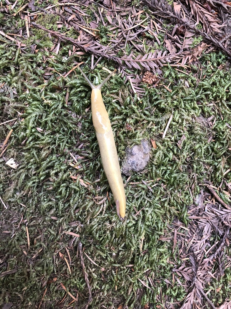 Pacific Banana Slug from Arcata, CA 95521, USA on August 29, 2020 at 02 ...