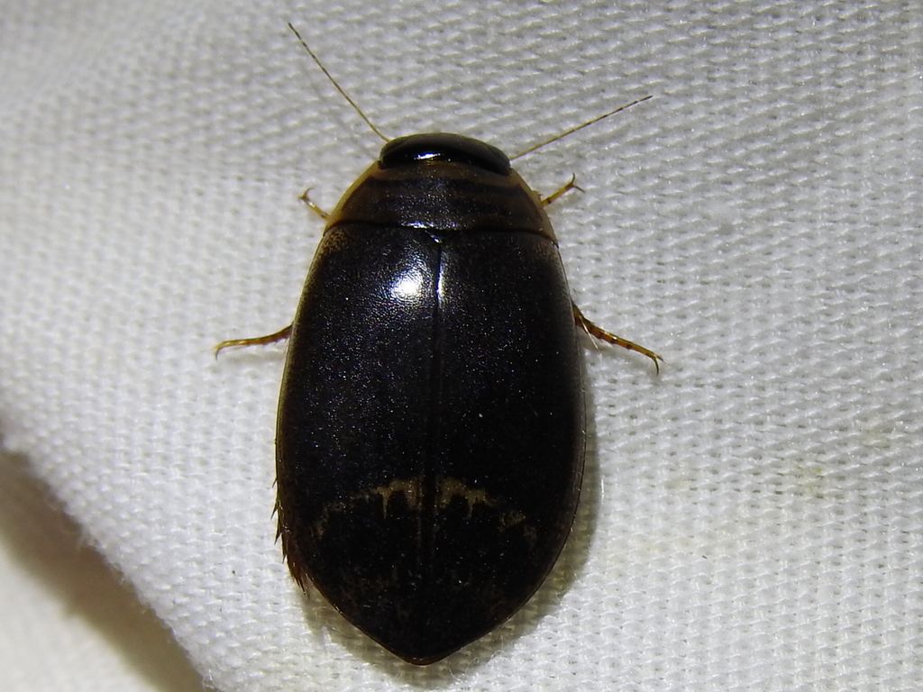 Acilius fraternus from Wise County, TX, USA on August 29, 2020 at 10:01 ...