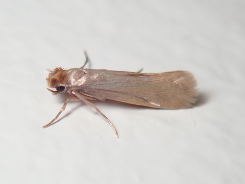 Webbing Clothes Moth (Tineola bisselliella) · iNaturalist