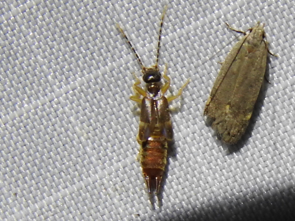 Lesser Earwig from Wise County, TX, USA on August 29, 2020 at 11:13 PM ...