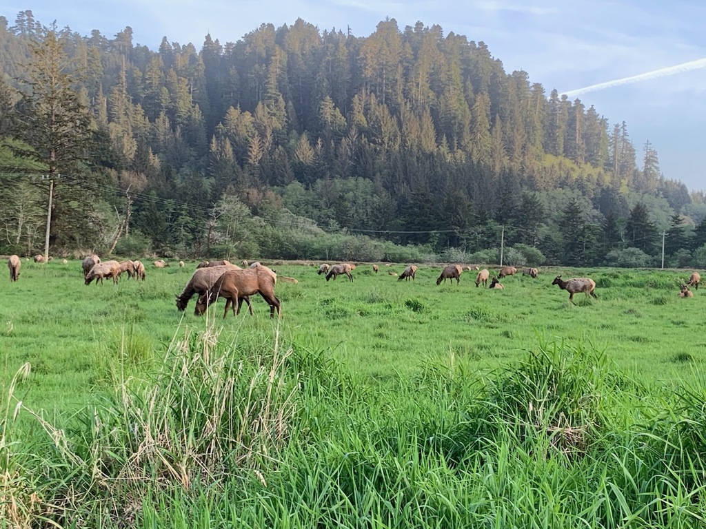 Roosevelt Elk from Orick, CA, USA on April 24, 2019 at 02:48 PM by ...