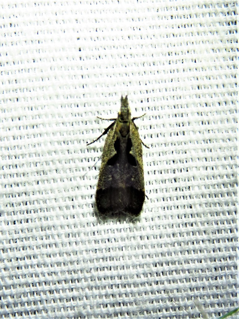 Hairy Dichomeris Moth from LBJ Grasslands, Alvord, TX, USA on August 29 ...