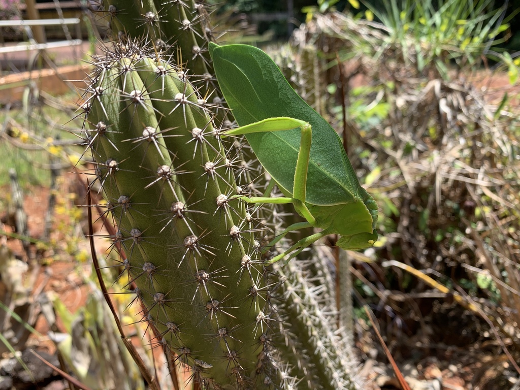 Steirodon from parauapebas by nereston-camargo · iNaturalist