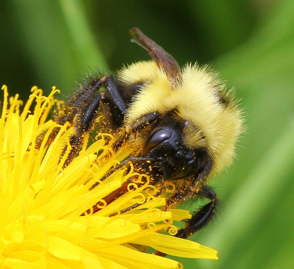 Half-black Bumble Bee (Bumble Bees of New Brunswick, Canada ...