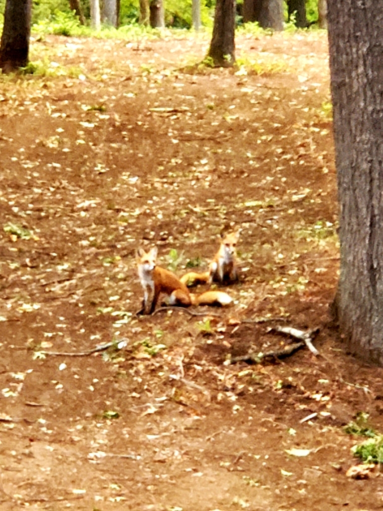 Red Fox from Pittsburg, KS 66762, USA on August 31, 2020 at 06:55 AM by ...