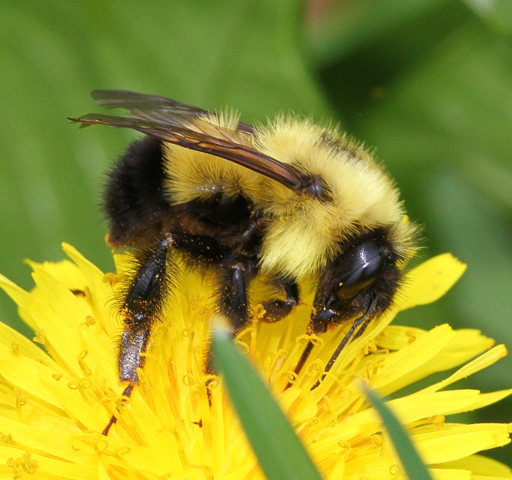 Half-black Bumble Bee (Bumble Bees of New Brunswick, Canada ...