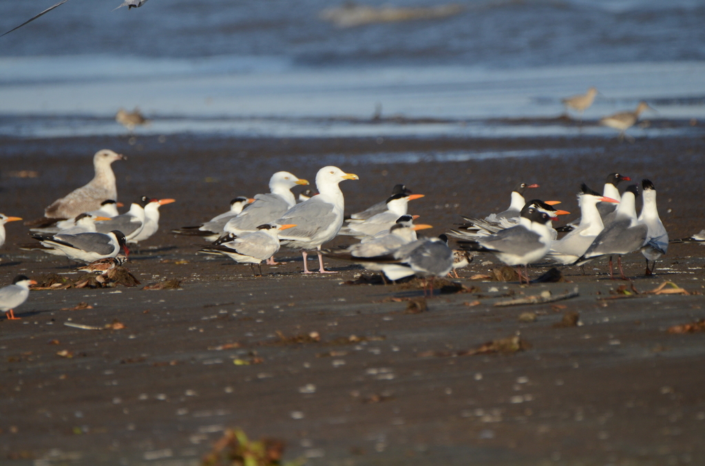 American Herring Gull from Cameron Parish, LA, USA on April 19, 2017 at ...