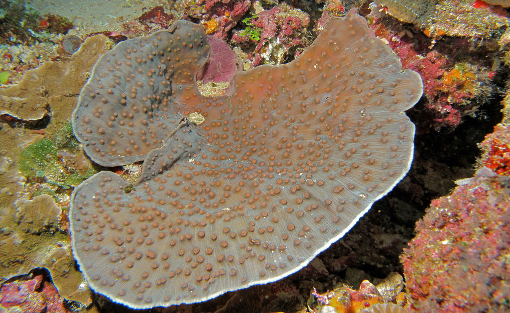 Echinopora (California Academy of Sciences, Water Planet Gallery ...