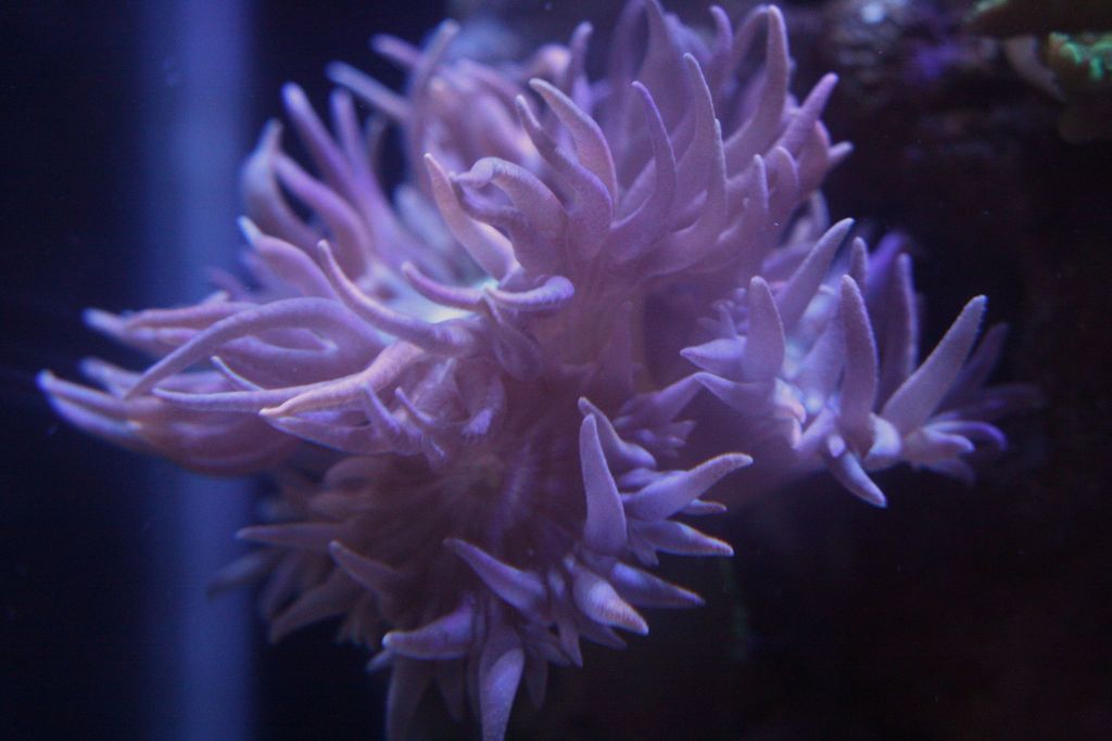 Duncanopsammia (California Academy of Sciences, Water Planet Gallery ...